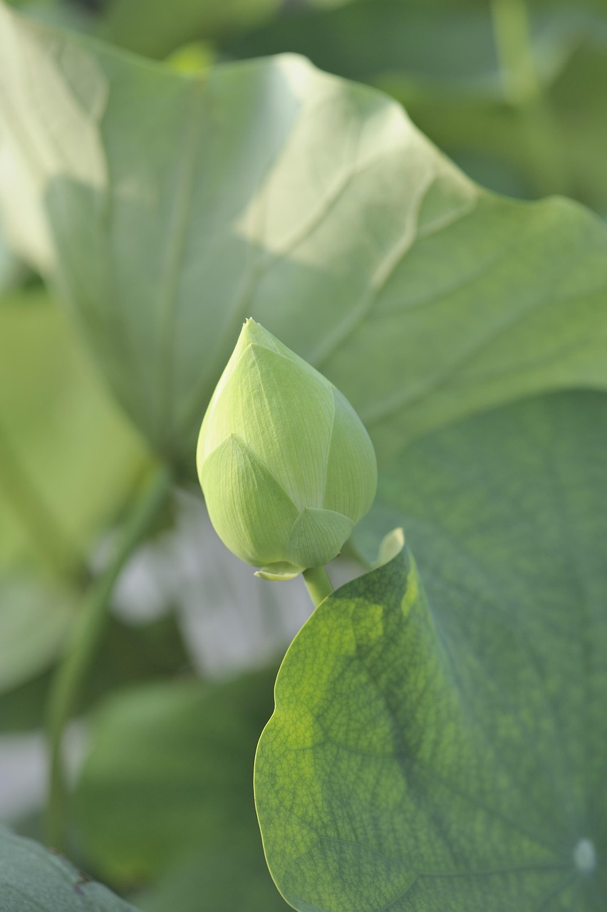 9000 多张免费的“Floare De Lotus Ofilită”和“Lotus”照片 - Pixabay
