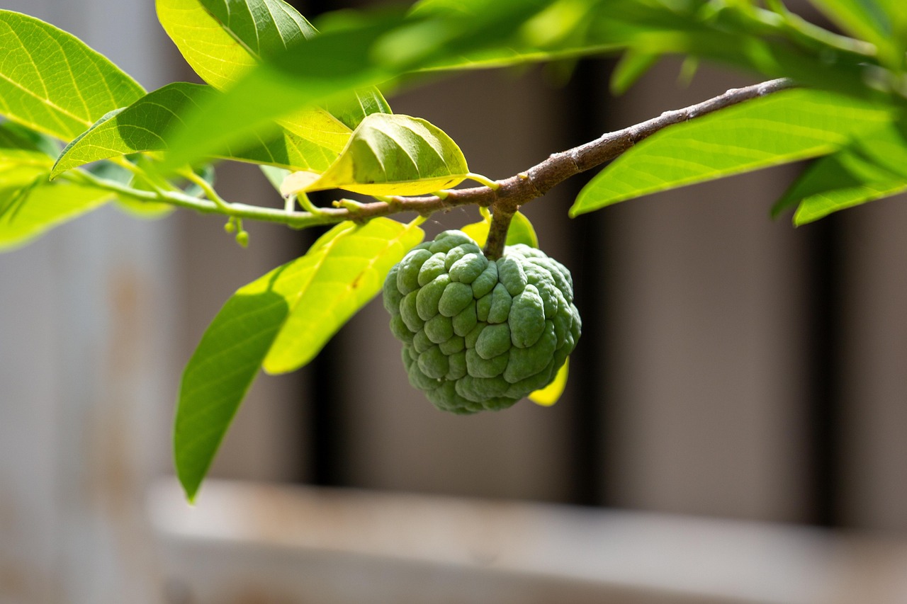 10+ Free Annona & Fruit Images - Pixabay