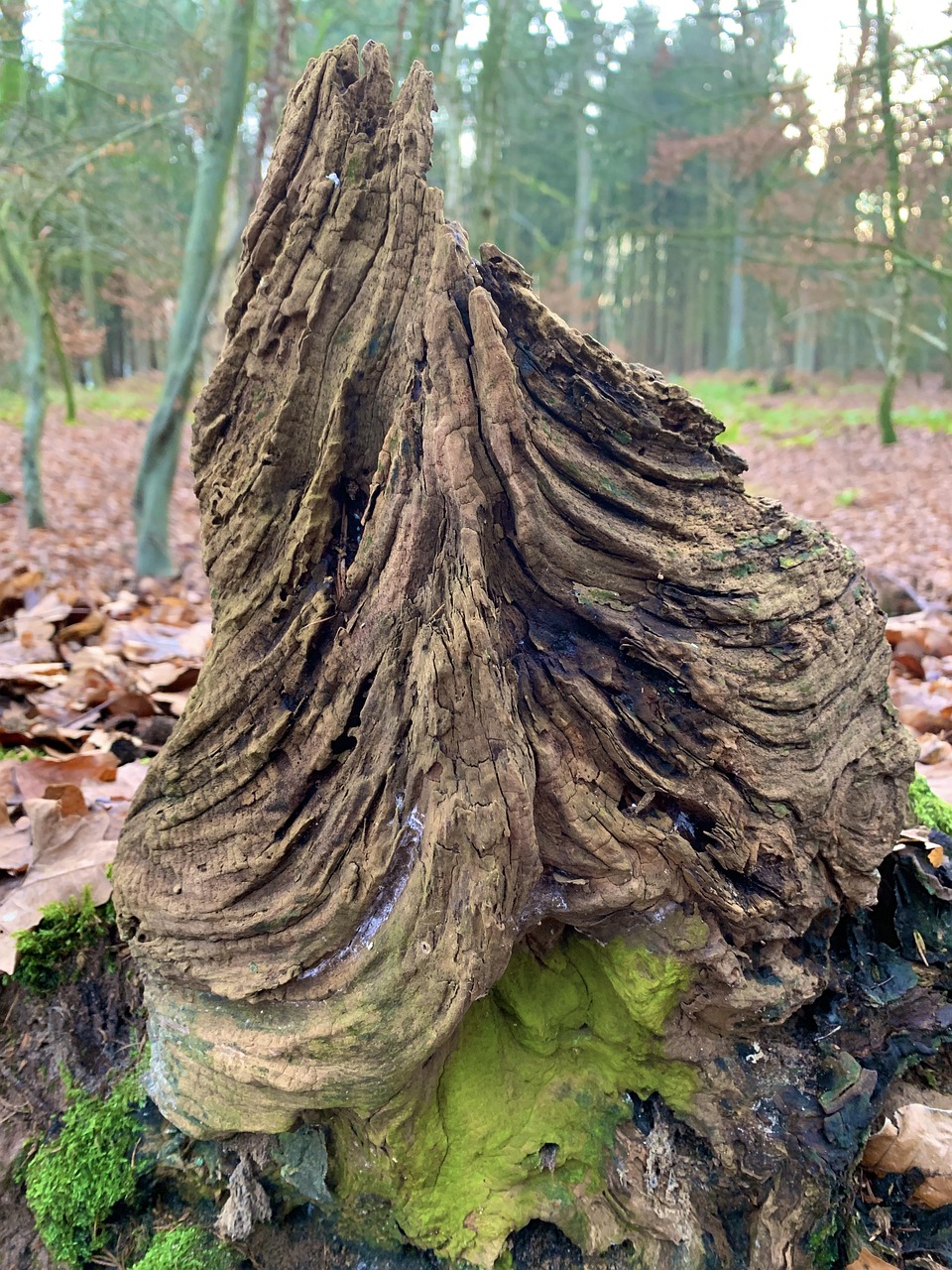 Baumstumpf Wurzel Wald - Kostenloses Foto auf Pixabay - Pixabay