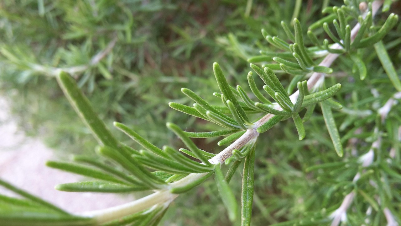80+ Free Rosemary Leaves & Rosemary Images - Pixabay
