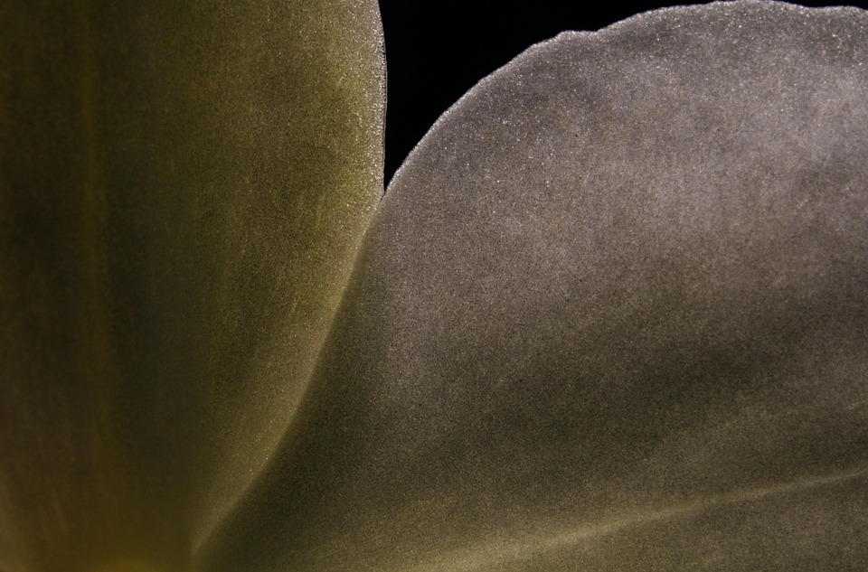 Flower Petal Stem - Free photo on Pixabay - Pixabay