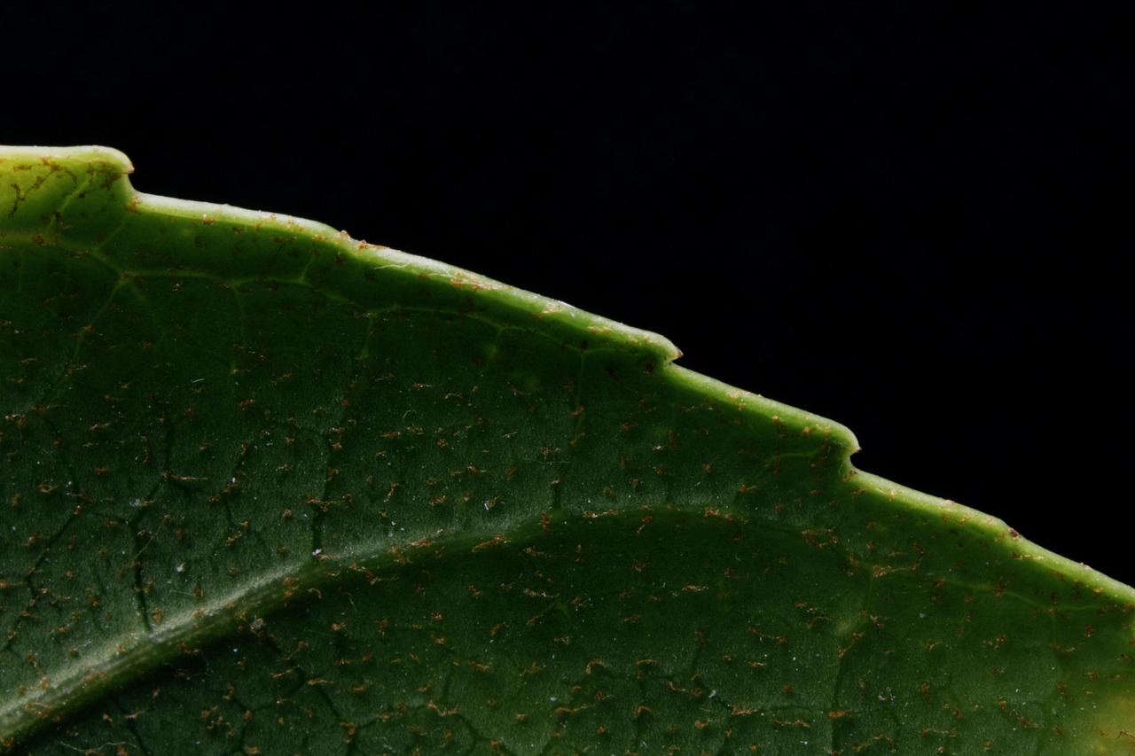 Flower Petal Stem - Free photo on Pixabay - Pixabay