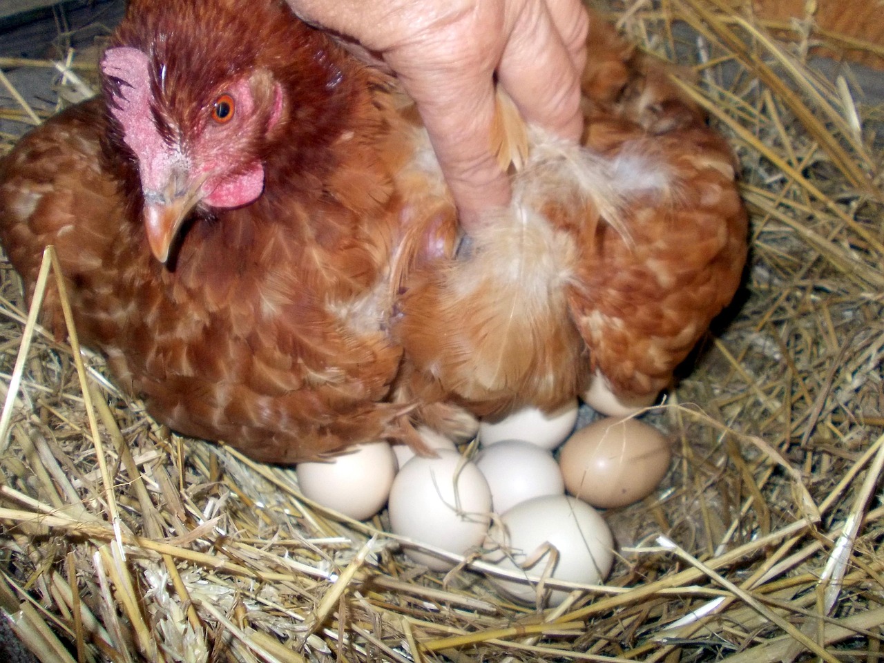 Chickens Eggs - Free photo on Pixabay - Pixabay