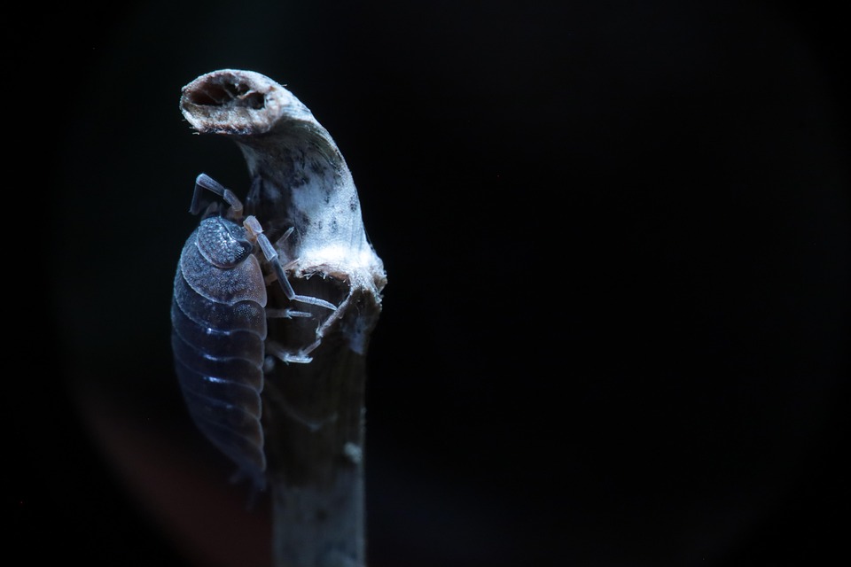 Insecto Jardín Naturaleza - Foto gratis en Pixabay