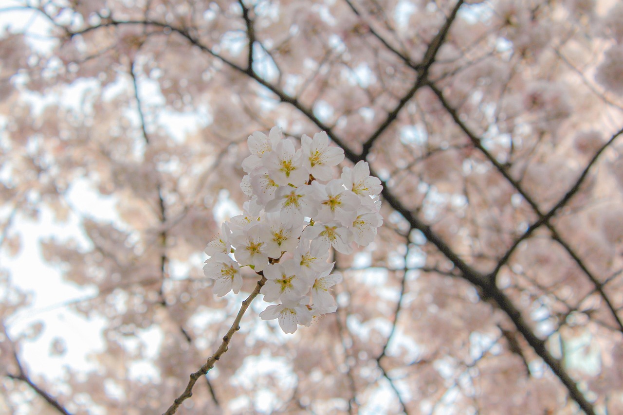 70+ Free Cherry Blossom Forest & Forest Images - Pixabay