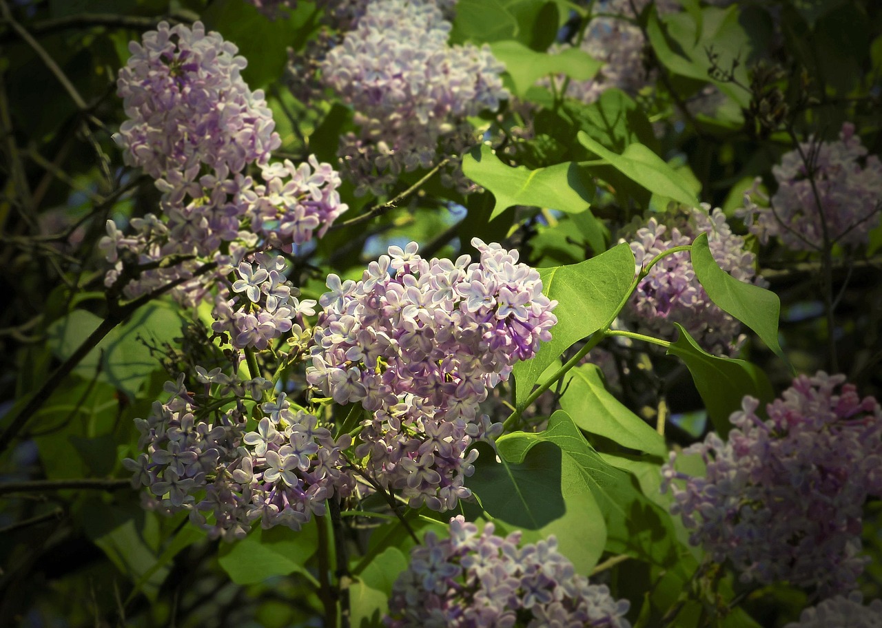 Lilas Fleurs Le Printemps - Photo gratuite sur Pixabay - Pixabay