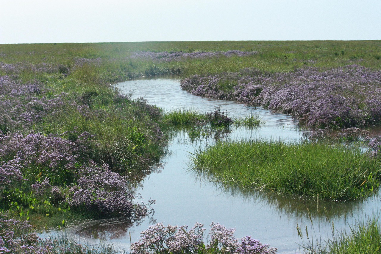 Sea Lavender Flowers Coast - Free photo on Pixabay