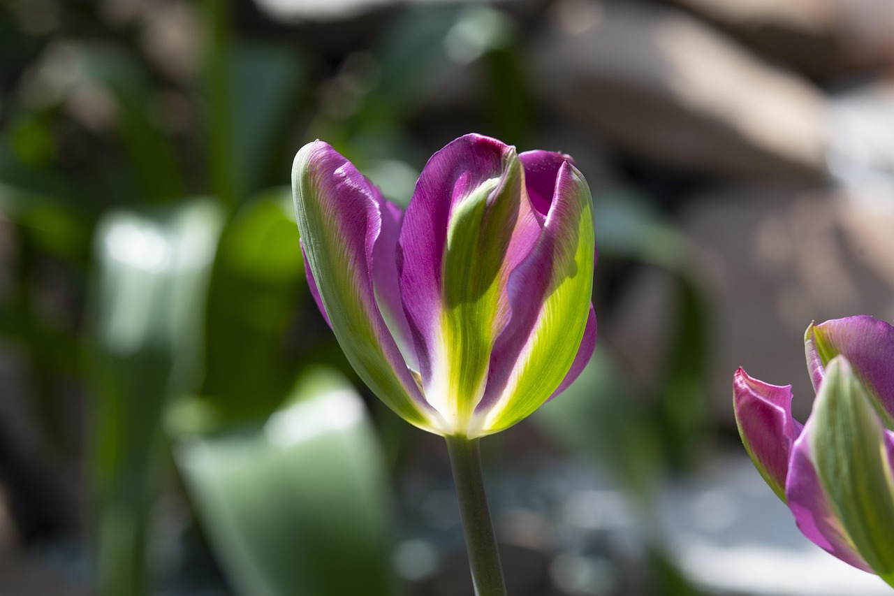 Tulipa Flor Macro - Foto gratuita no Pixabay - Pixabay