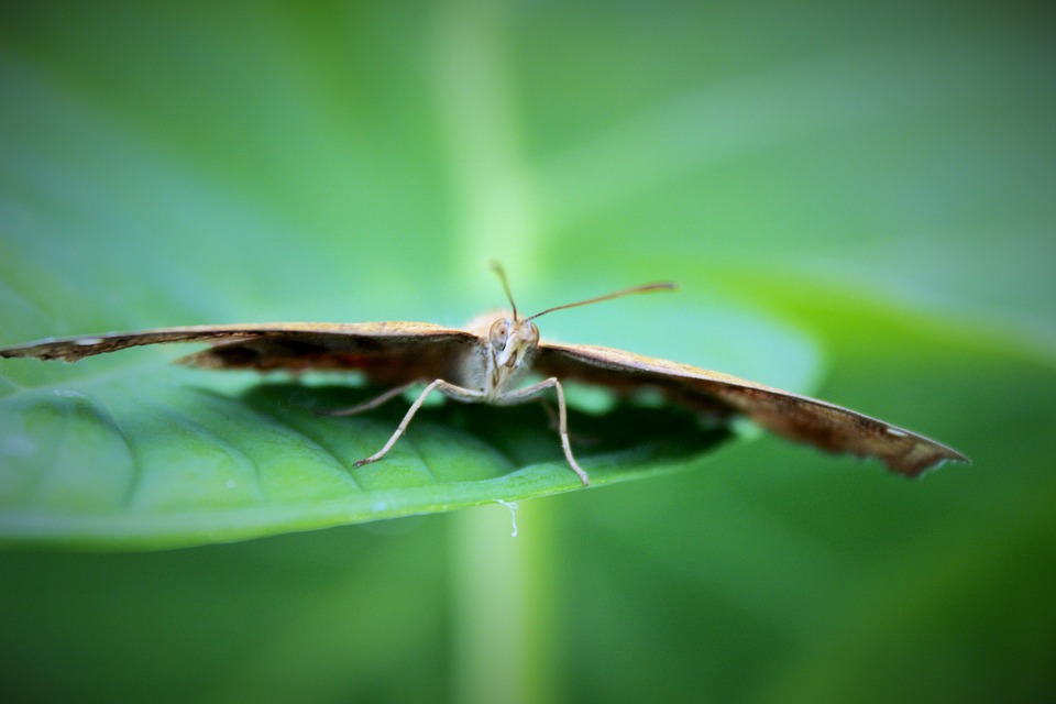 Mariposa Polilla Alas - Foto gratis en Pixabay - Pixabay