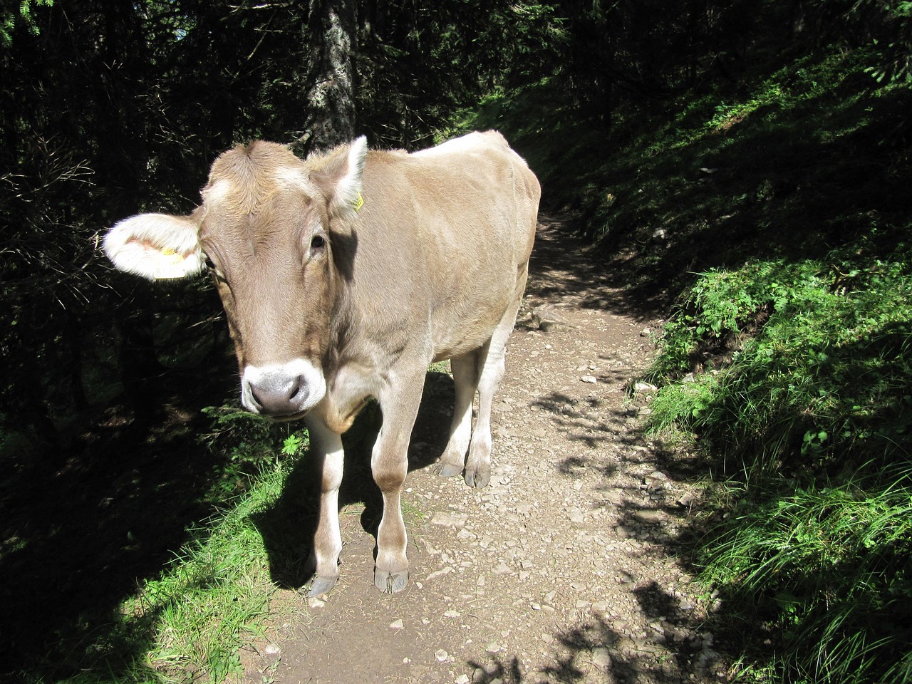 Kuh Allgäu - Kostenloses Foto auf Pixabay
