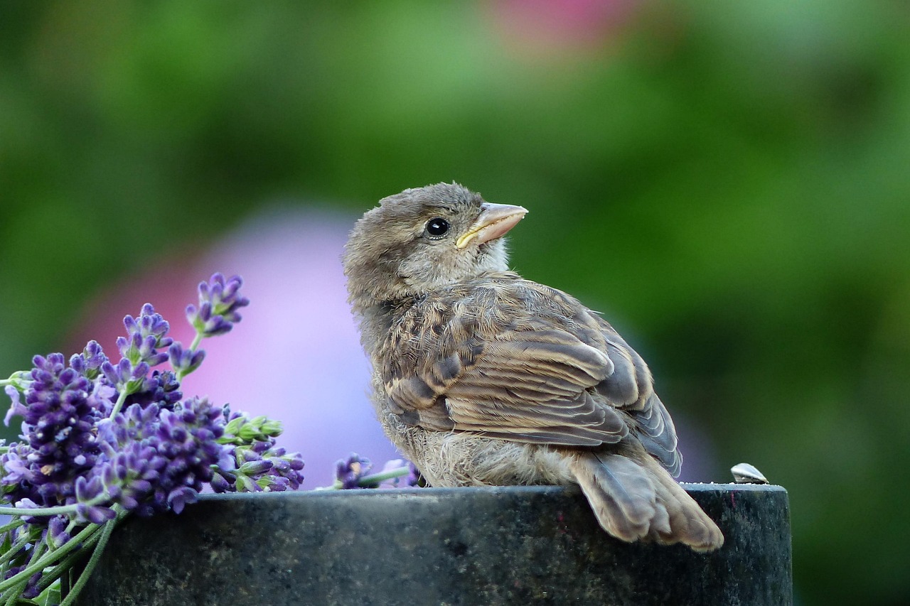 400+ Free Sparrows Spring & Sparrow Images - Pixabay