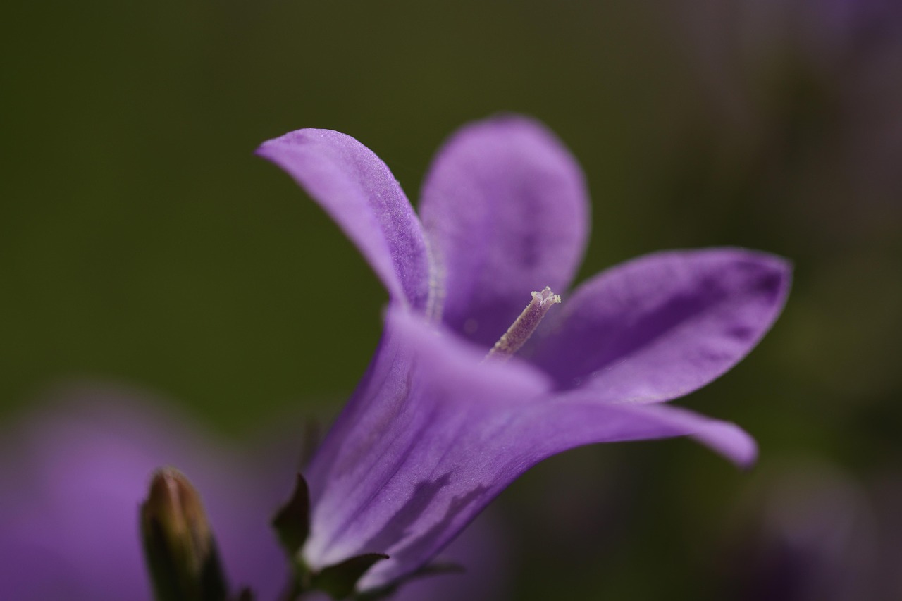 Más de 300 imágenes gratis de Bunga Campanula y Naturaleza - Pixabay