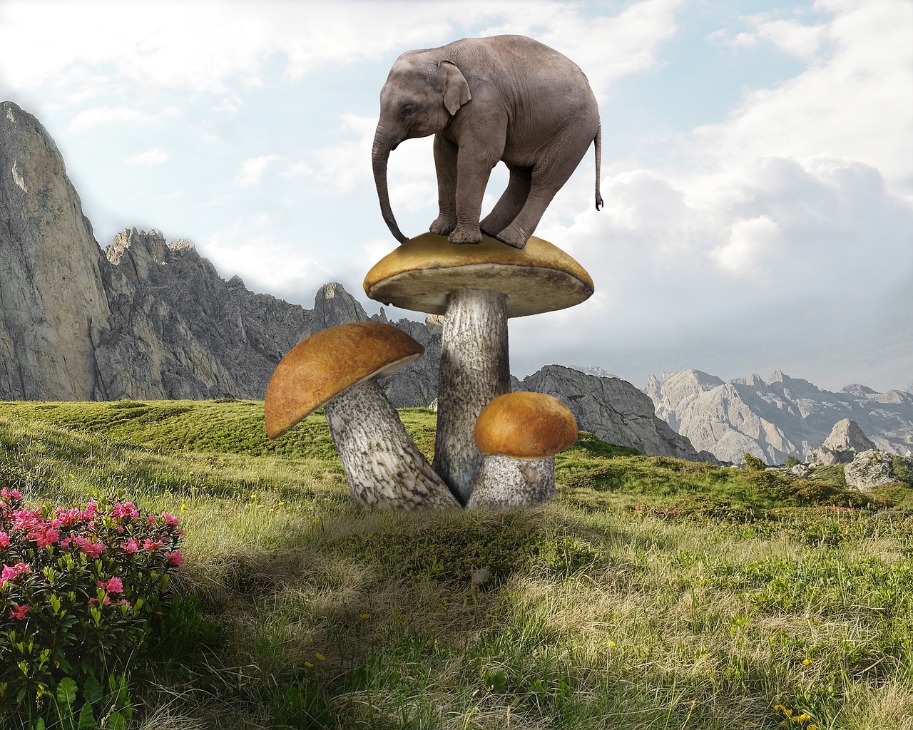 Manipulation Elephant Mushrooms - Free photo on Pixabay