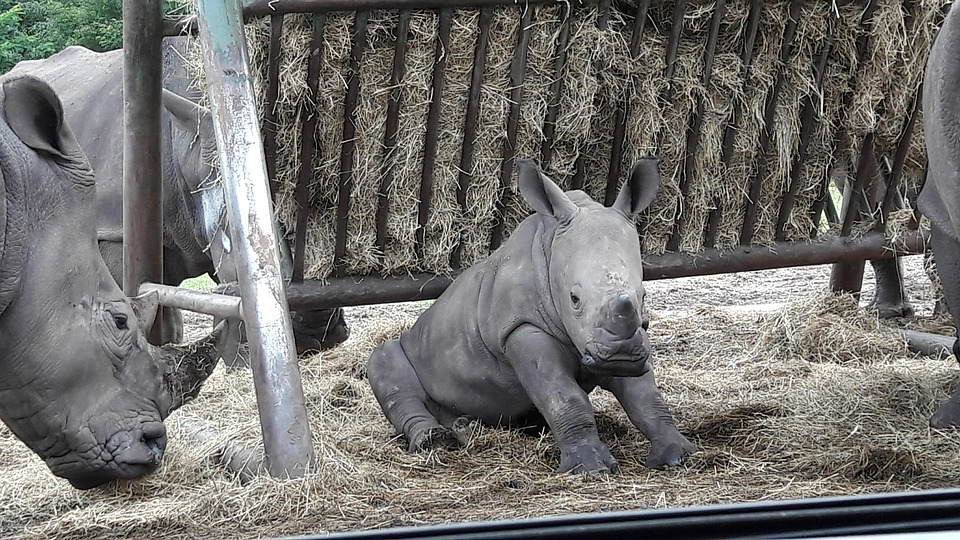 Rhinoceros Baby Rhino Pachyderm - Free photo on Pixabay - Pixabay
