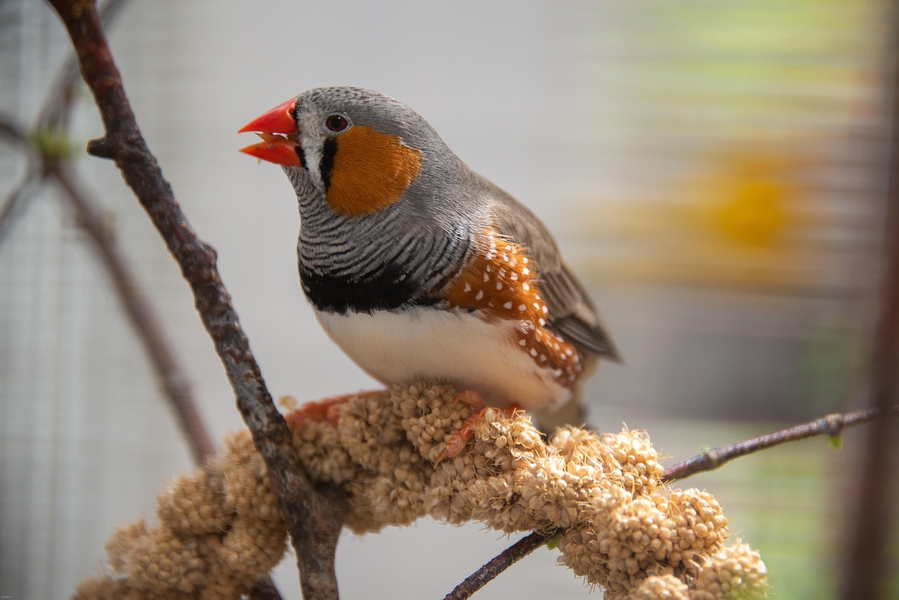 Bird Finch Zebra - Free photo on Pixabay - Pixabay