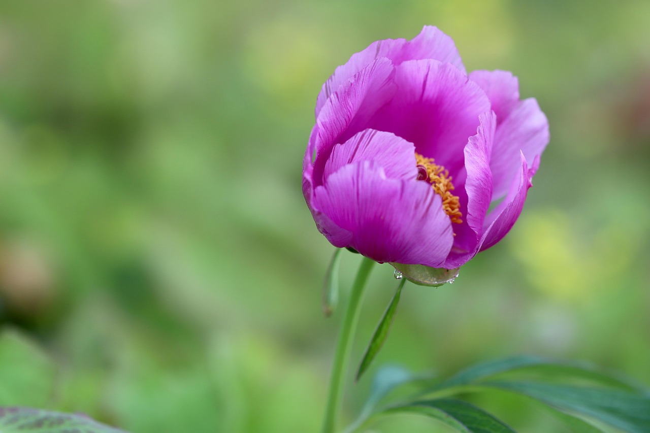 1.000+ kostenlose Pfingsten & Pfingstrose Fotos - Pixabay