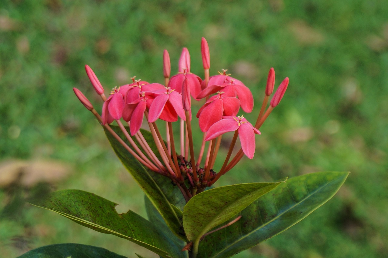 Flower Ixora Coccinea - Free photo on Pixabay - Pixabay