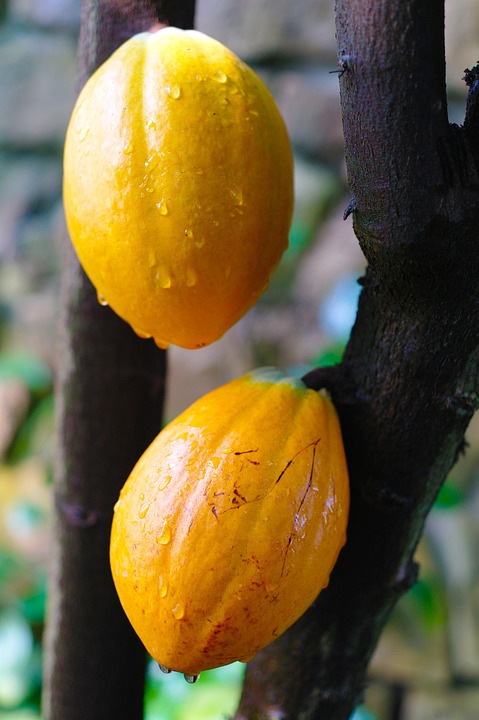 Cocoa Beans Plant - Free photo on Pixabay
