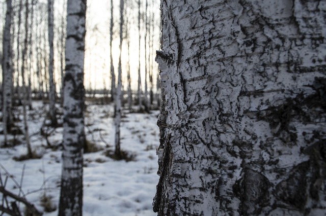 Abu-Abu Alam Pohon Birch Hutan - Foto gratis di Pixabay - Pixabay