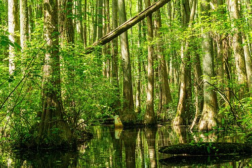 50+ Free Cypress Swamp & Swamp Images - Pixabay
