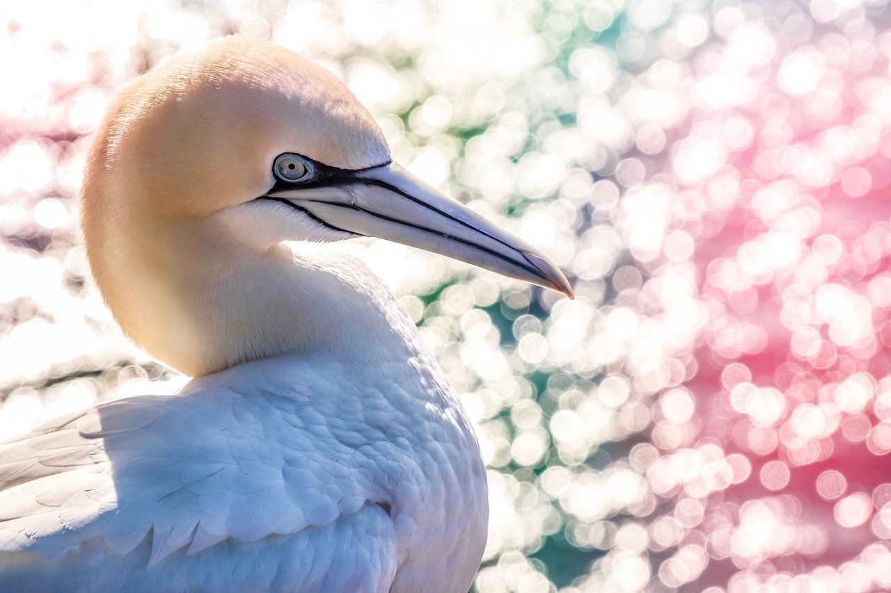 Northern Gannet Sea Bird North - Free photo on Pixabay