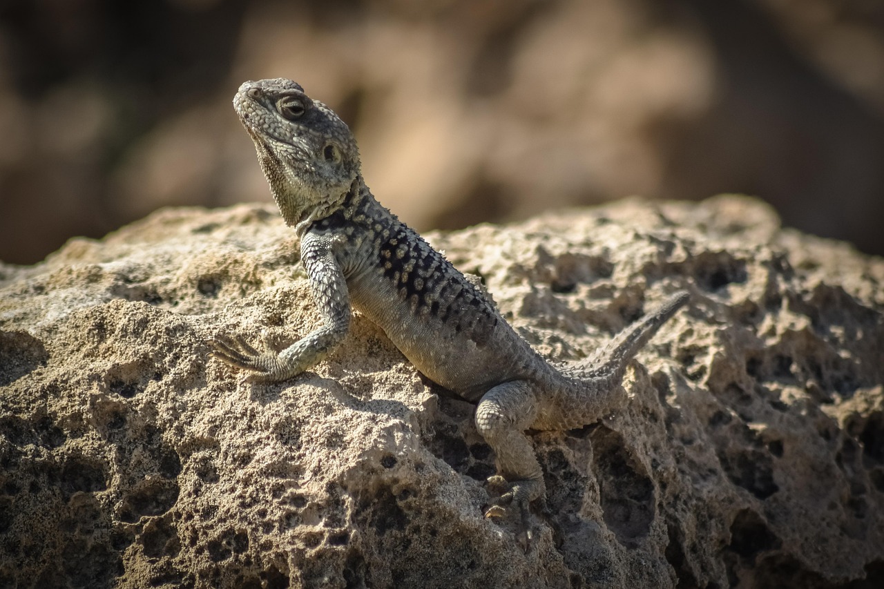 300+ Free Adaptation & Nature Images - Pixabay