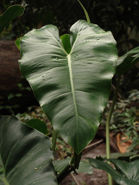 Planta Hoja Verde - Foto gratis en Pixabay - Pixabay