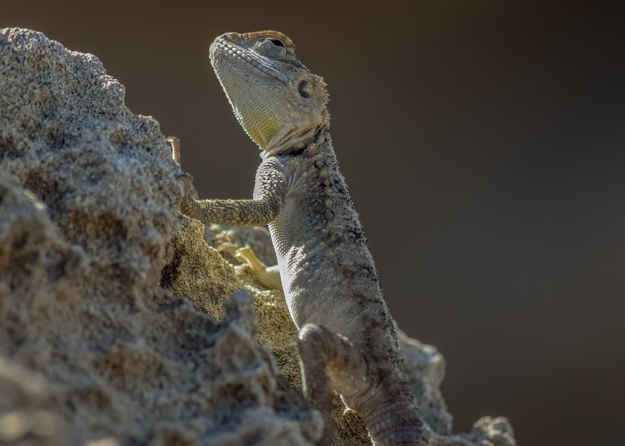 300+ Free Adaptability & Adaptation Images - Pixabay