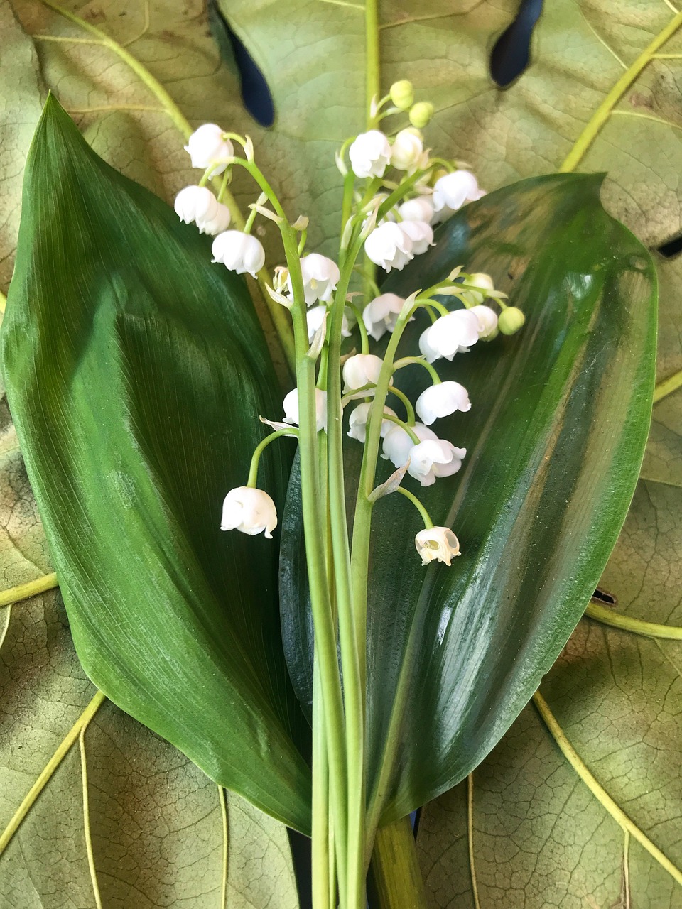 Lírio Do Vale Folhas Convallaria - Foto gratuita no Pixabay - Pixabay