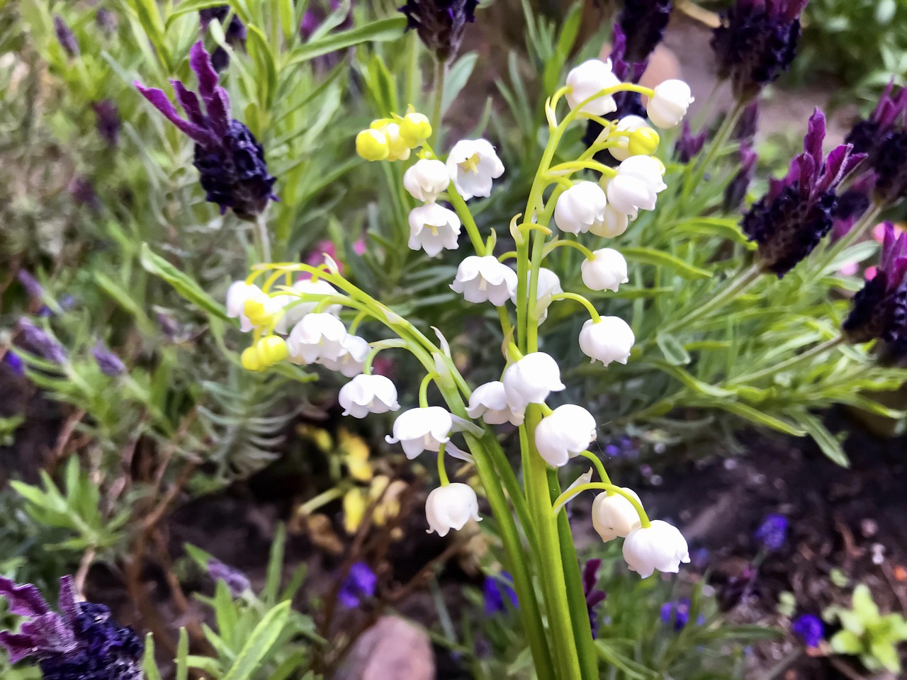 Bunga Bakung Lembah Lavender - Foto gratis di Pixabay - Pixabay