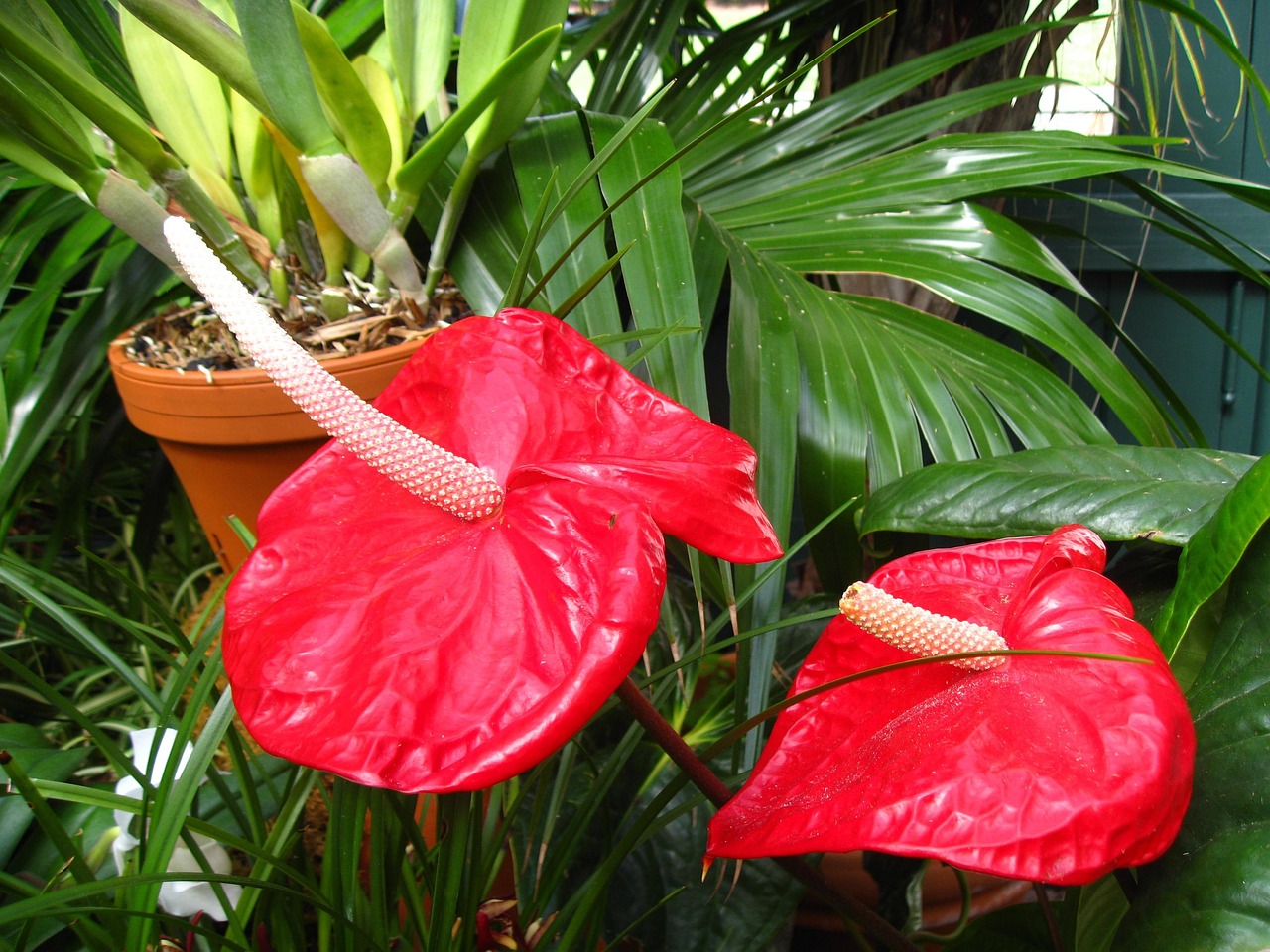 Flores Carolina Del Norte - Foto gratis en Pixabay - Pixabay