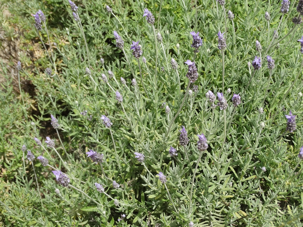 Lavandula Dentata Planta Aromática - Foto gratuita no Pixabay - Pixabay