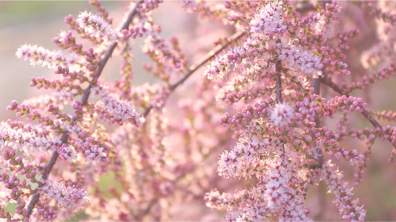 Tamarisk Tamarix Tree Pink - Free photo on Pixabay