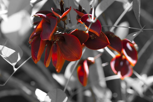 Ceibo Fleur - Photo gratuite sur Pixabay - Pixabay