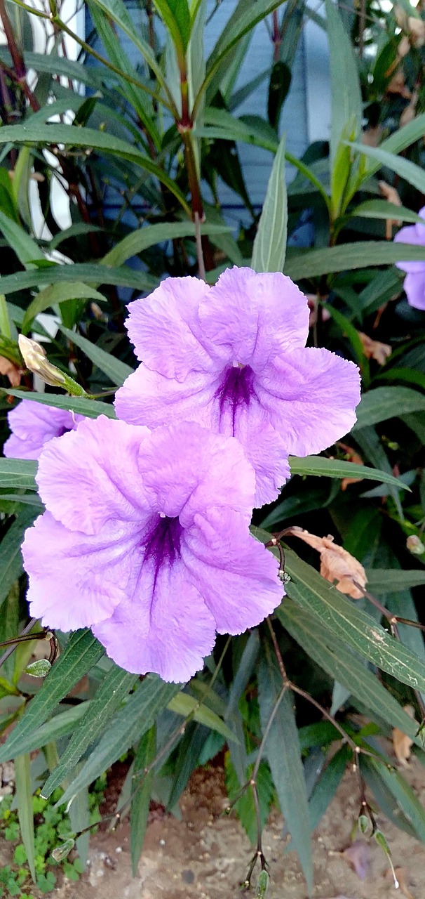 Lila Blumen Schöne Blühende - Kostenloses Foto auf Pixabay