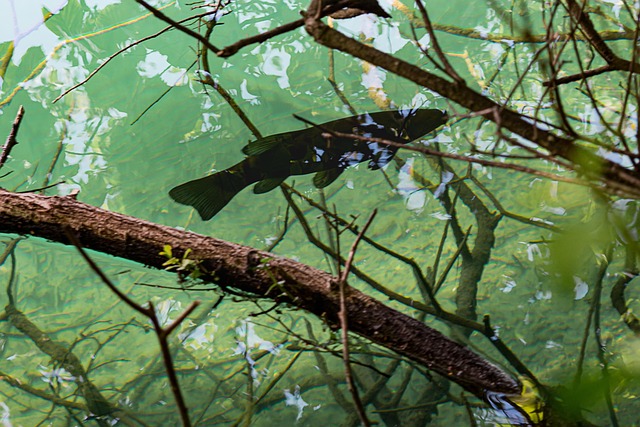 Des Poissons Dans L'Eau Poisson - Photo gratuite sur Pixabay - Pixabay