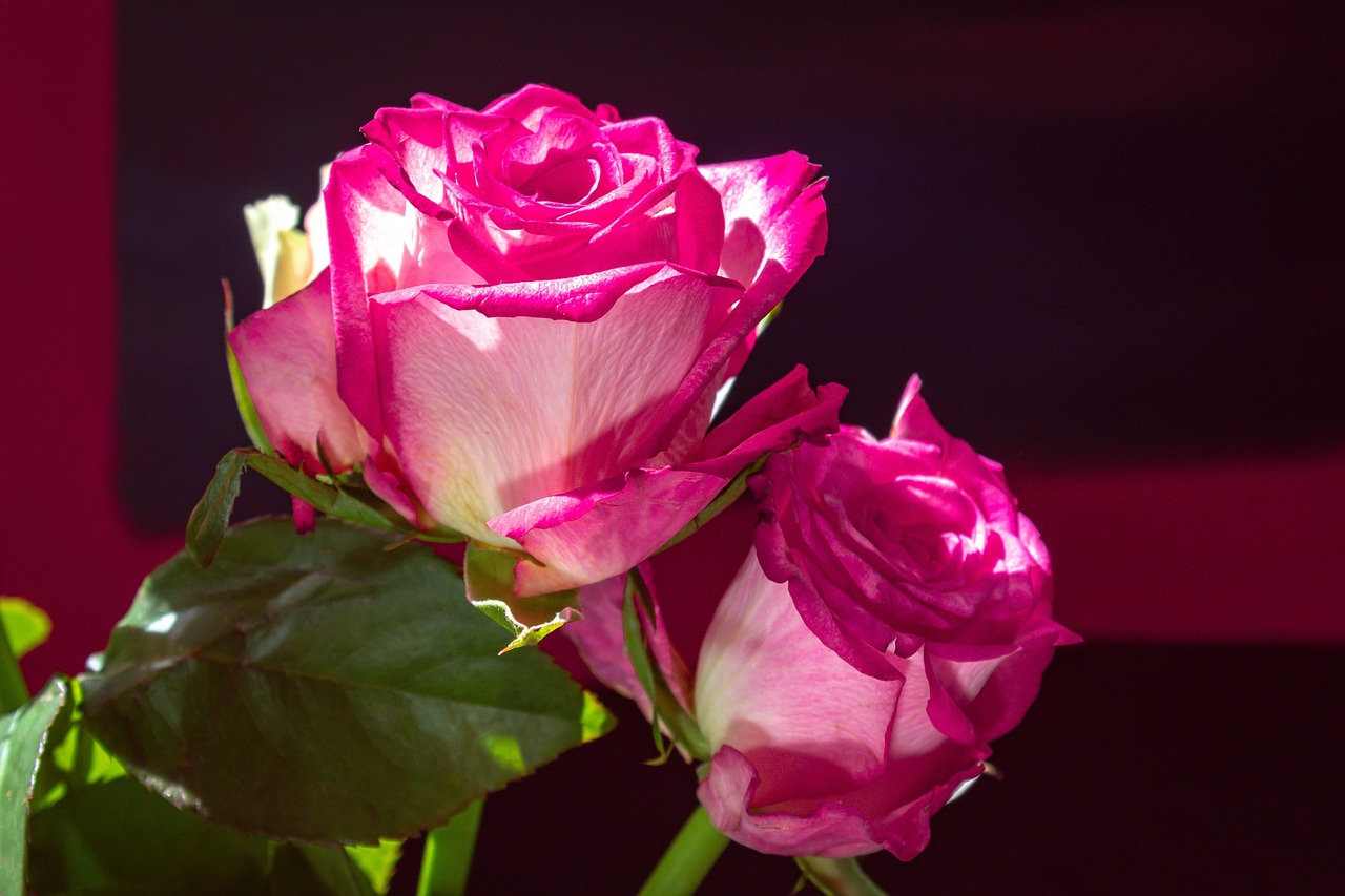 Rose Rosaceae Red - Free photo on Pixabay - Pixabay