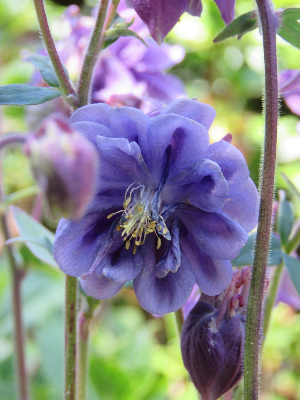 Columbia Purple Flower Columbine - Free photo on Pixabay - Pixabay