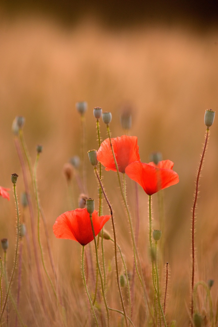 Poppy Red Fall - Free photo on Pixabay - Pixabay