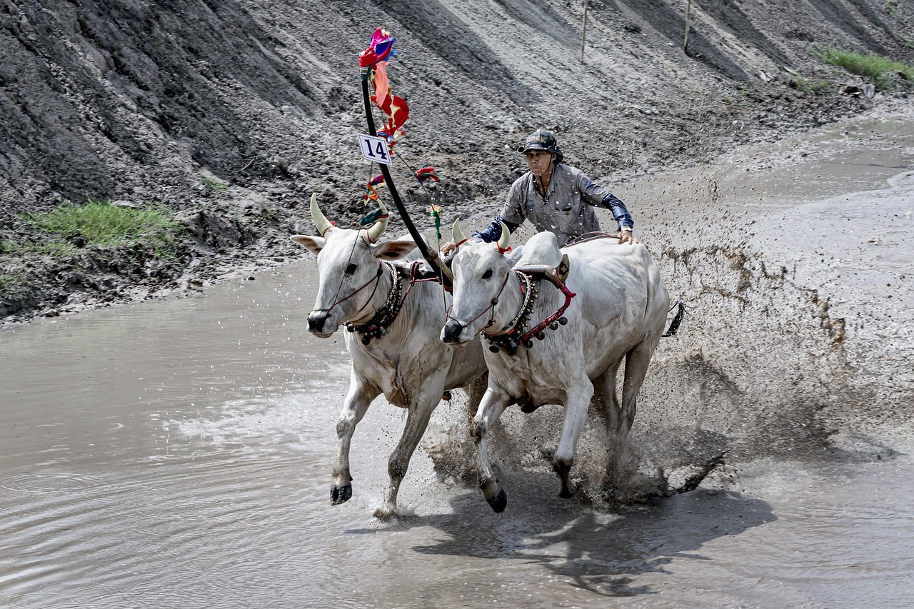 10,000+ Free Mud-Race & Mud Images - Pixabay