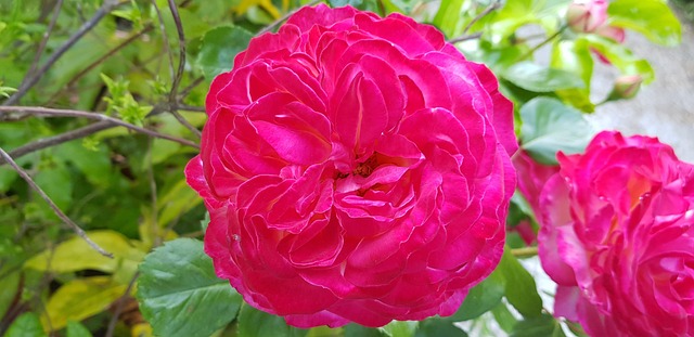 Natureza Rosa Corolla - Foto gratuita no Pixabay