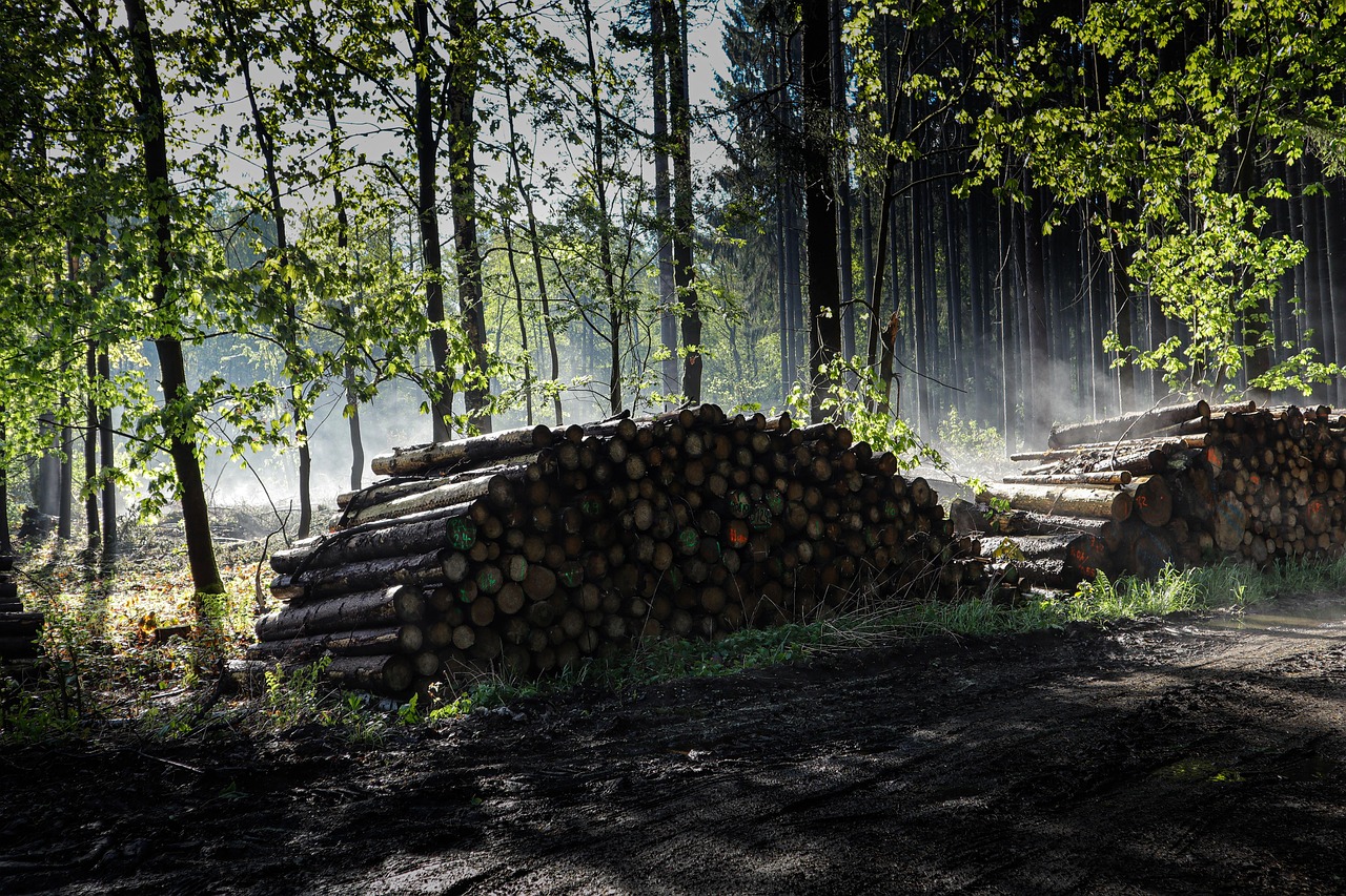 Morning Haze Nature Wood Cut - Free photo on Pixabay