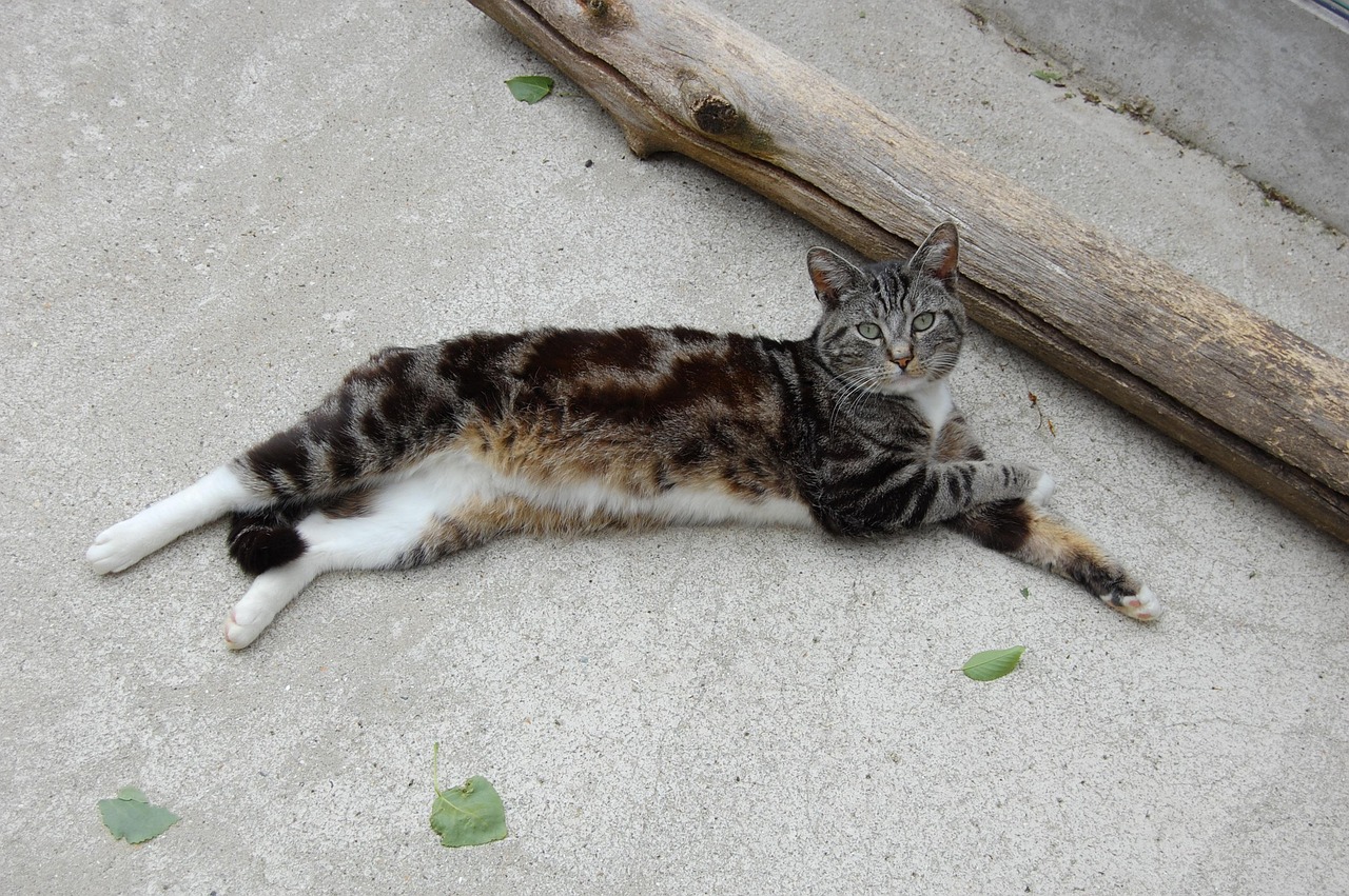 Gato Guapo Felino - Foto gratis en Pixabay - Pixabay