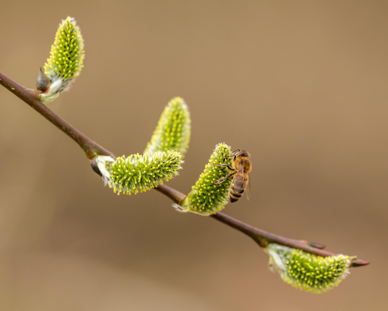 Cats Catkins Bee - Free photo on Pixabay - Pixabay