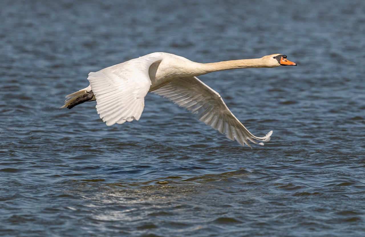 Swan Flying Out Of Water