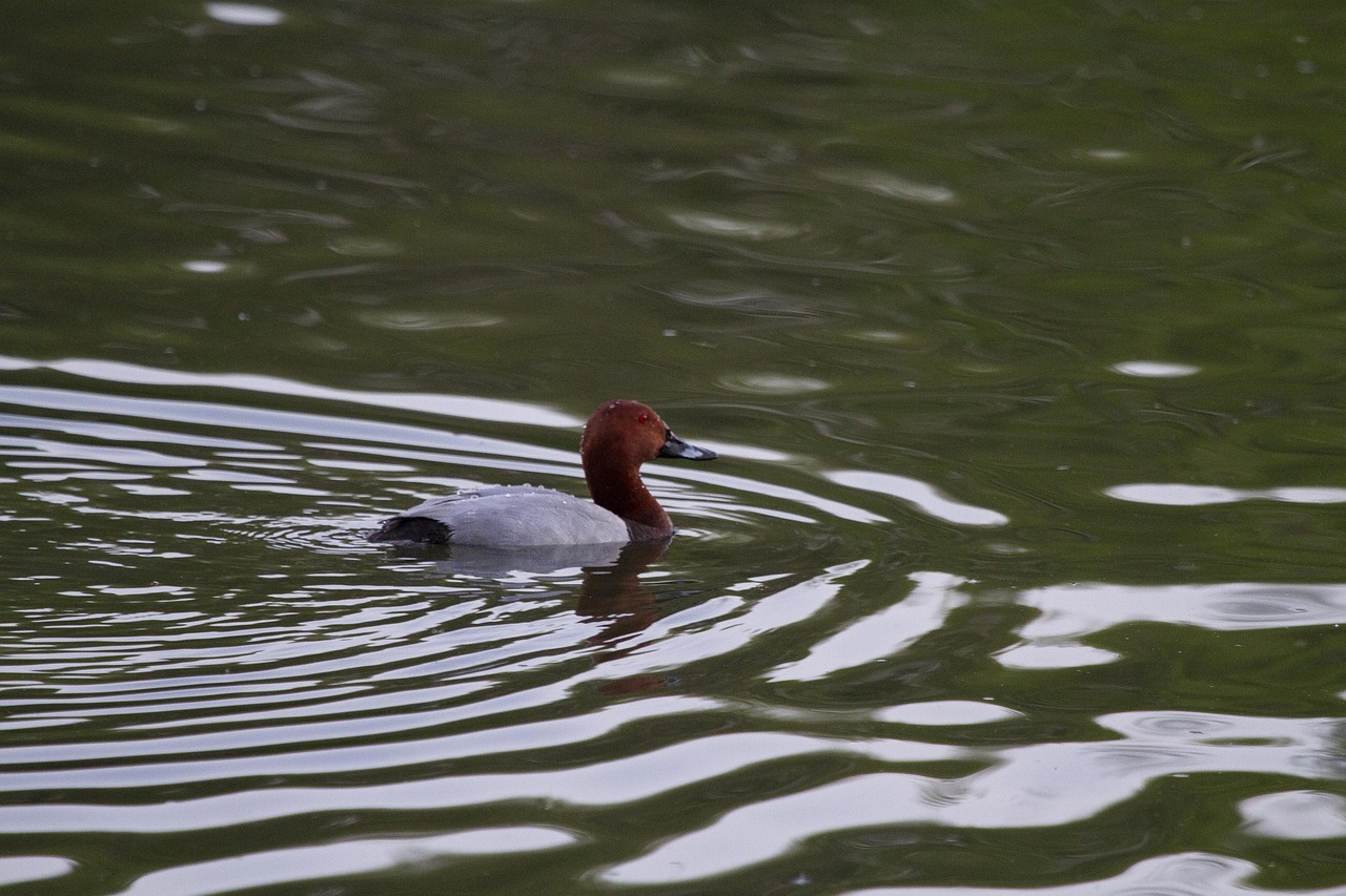 Pato Lago Agua - Foto gratis en Pixabay - Pixabay