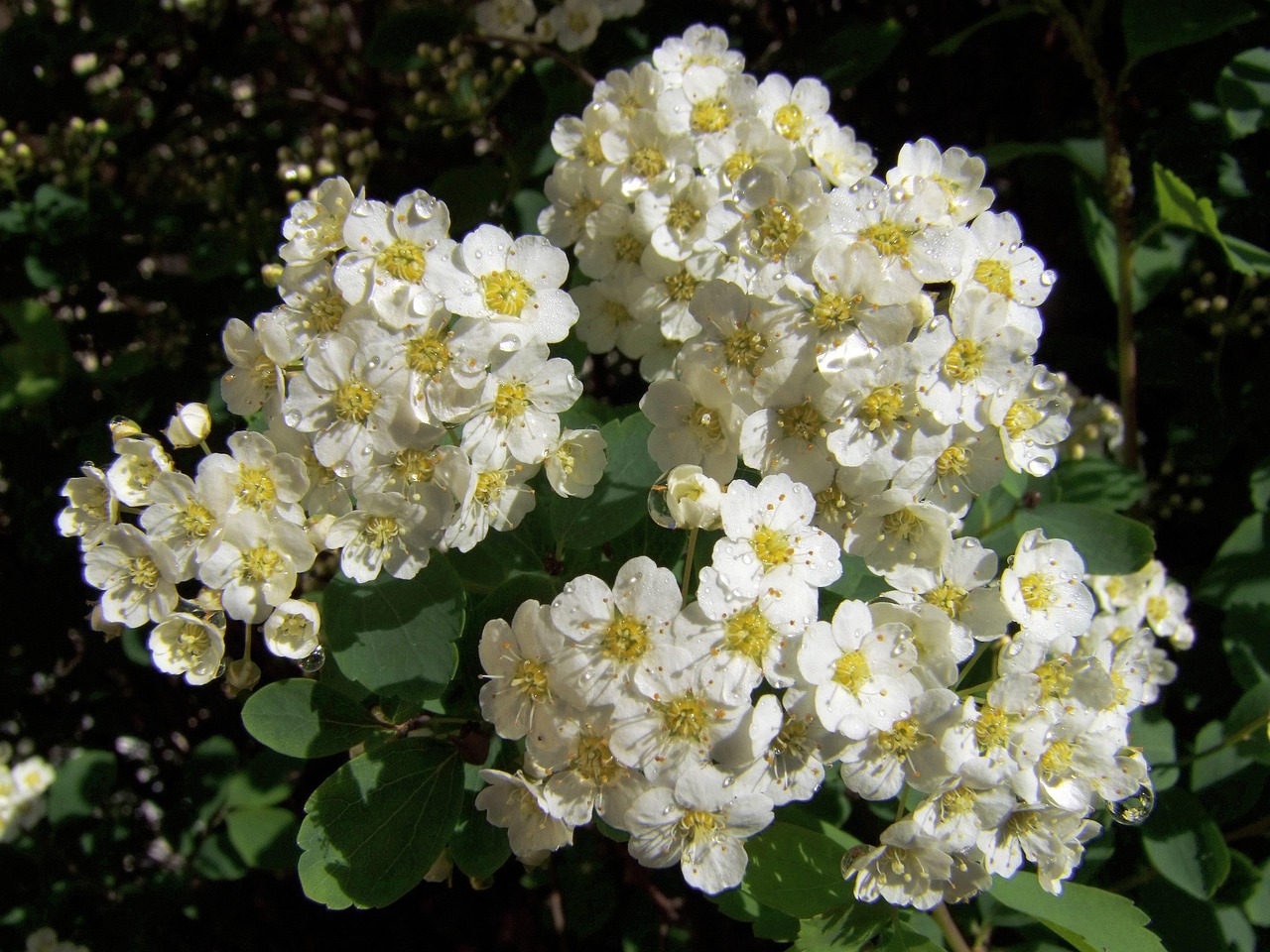 Garden Meadowsweet Bush White - Free photo on Pixabay - Pixabay