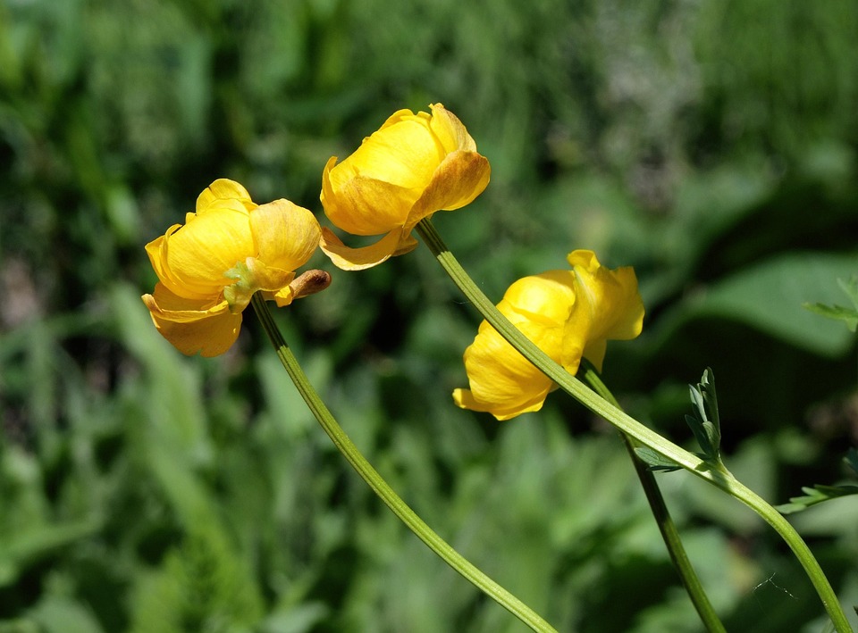 European Globe Flower Wildflower - Free photo on Pixabay - Pixabay