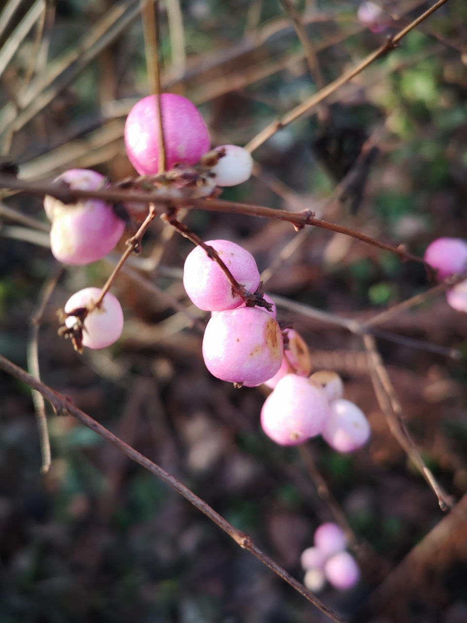 Fructe De Padure Toamna - Fotografie gratuită pe Pixabay - Pixabay