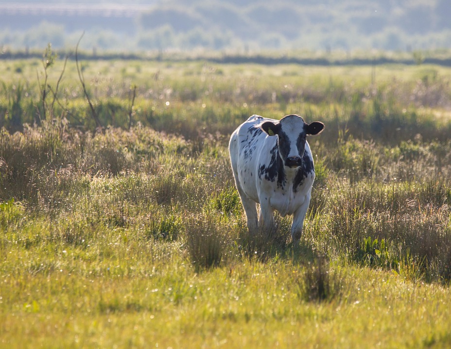 Kráva Fresian Kravského Mléka - Fotografie zdarma na Pixabay